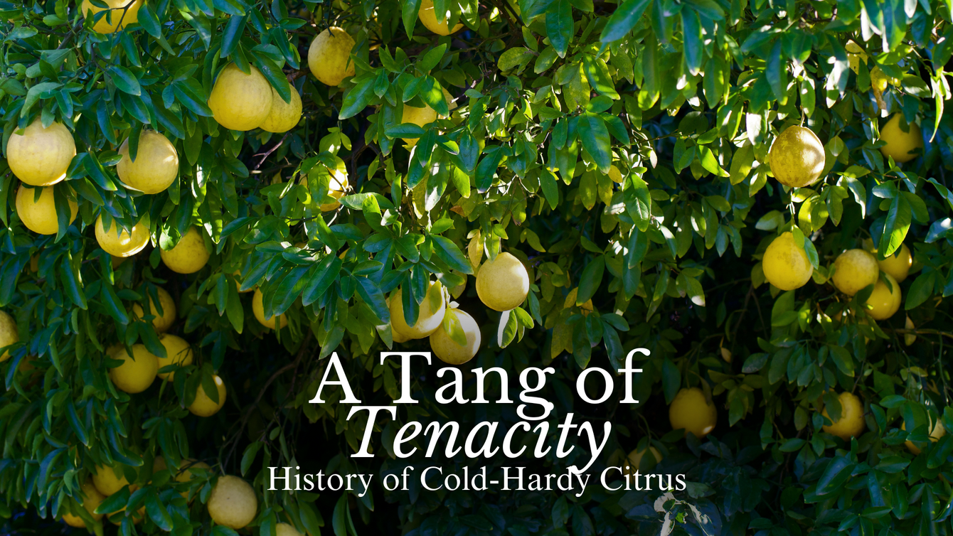 A Tang of Tenacity: The History of Cold-Hardy Citrus Varieties ...