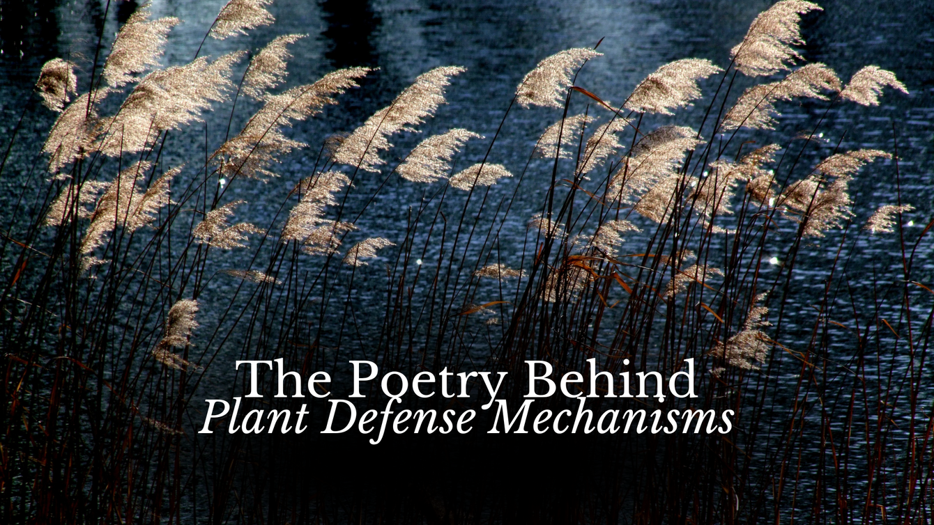 The Poetry Behind Plant Defense Mechanisms – Woodlanders