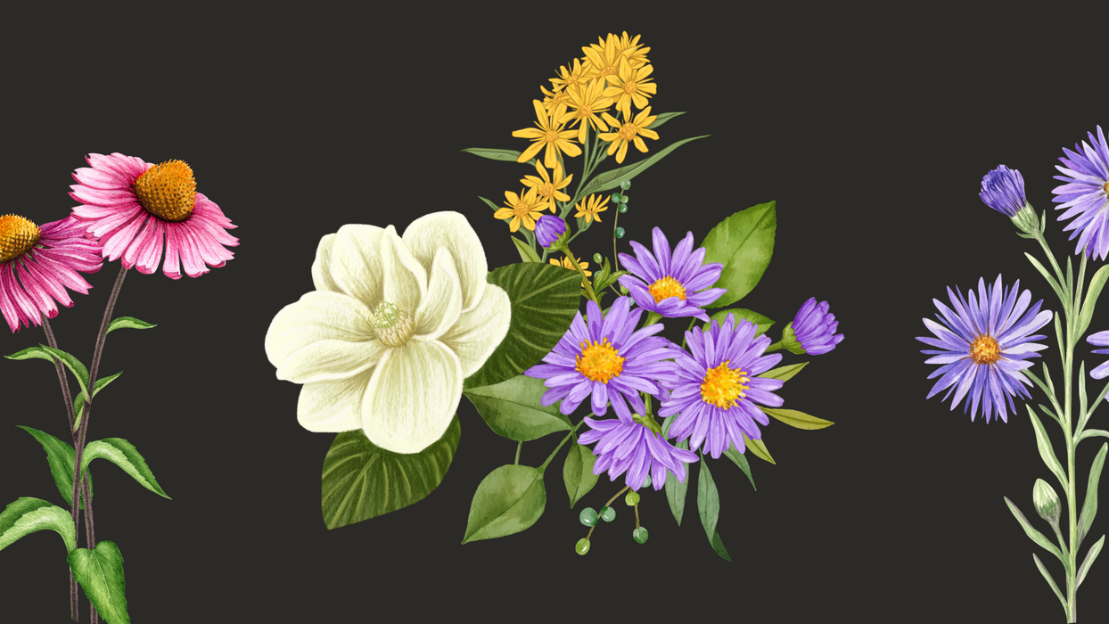 Southeastern Native Plants for Southern Gardens – Page – Woodlanders