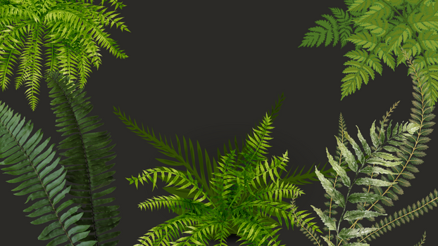 Ferns – Woodlanders