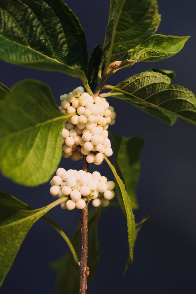 Callicarpa americana "Bok Tower" – White Beautyberry Shrub – Woodlanders