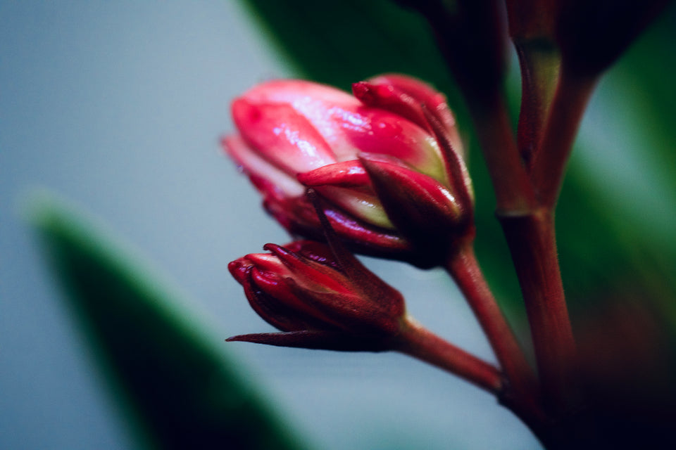 Nerium oleander “Double Pink” – Evergreen Summer Flower Shrub – Woodlanders