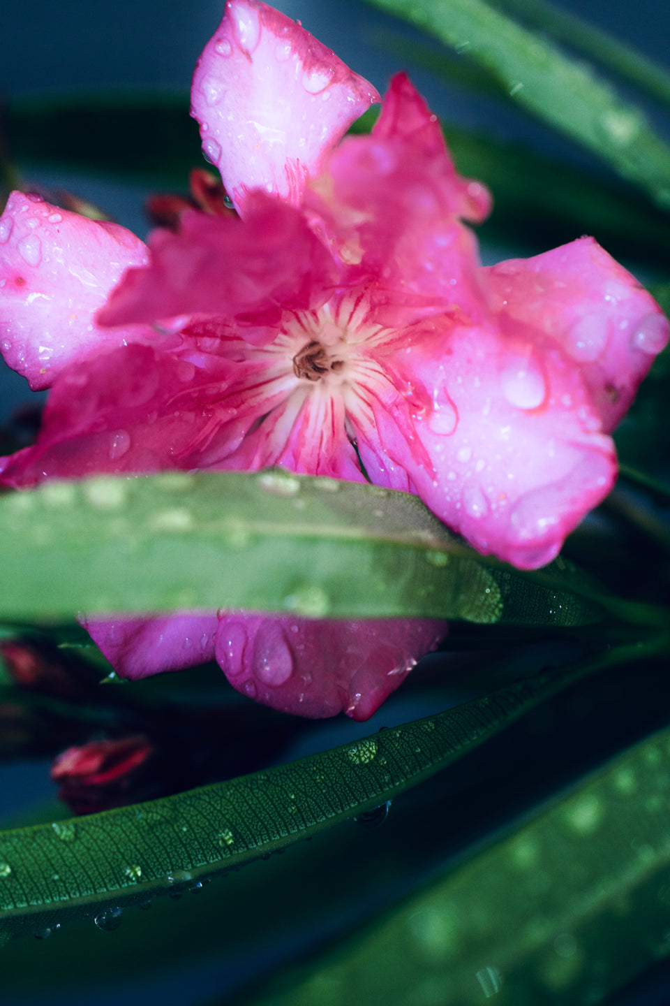 Nerium oleander “Double Pink” – Evergreen Summer Flower Shrub – Woodlanders