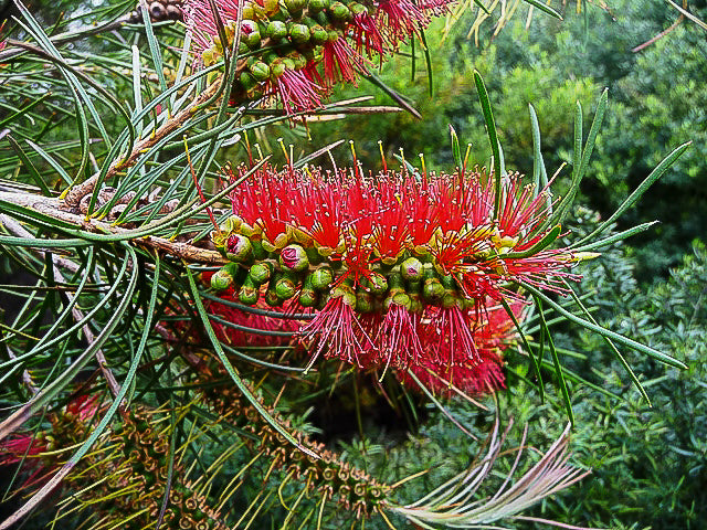 Callistemon pinifolius – Australian Shrub with Needle-Like Leaves ...