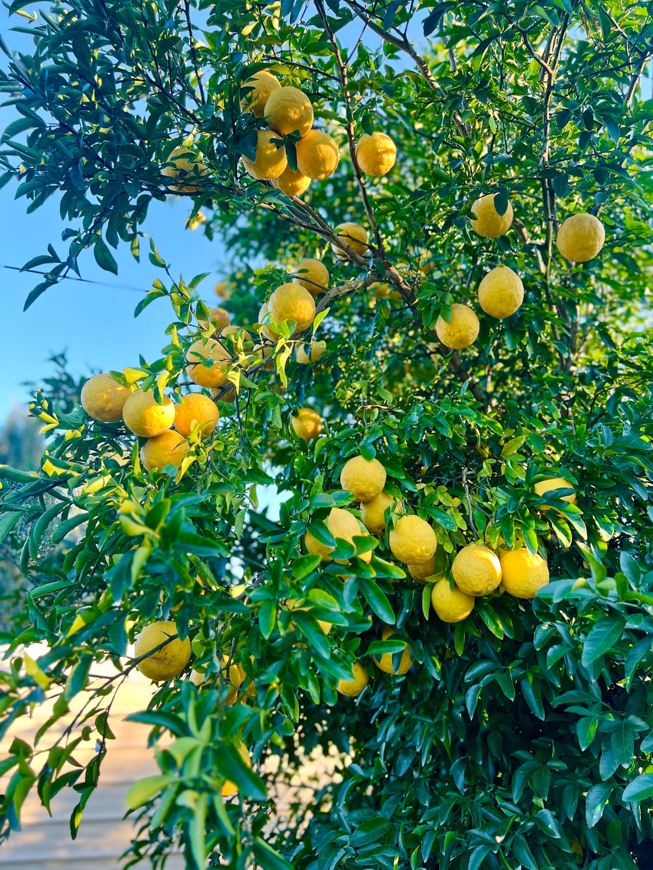 Citrumelo 'Dallas' (Trifoliate x Grapefruit) – Woodlanders