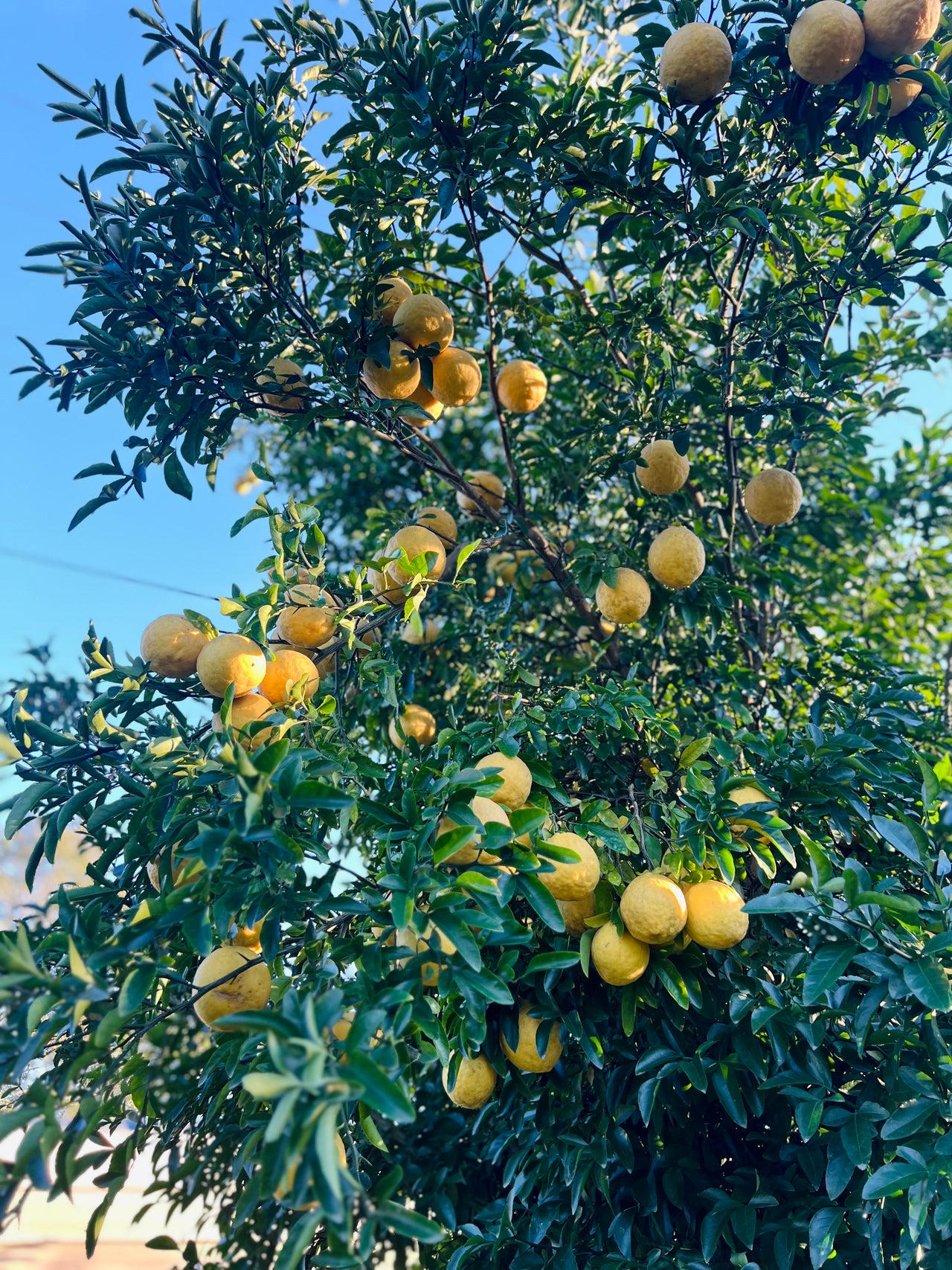 Citrumelo 'Dallas' (Trifoliate x Grapefruit) – Woodlanders