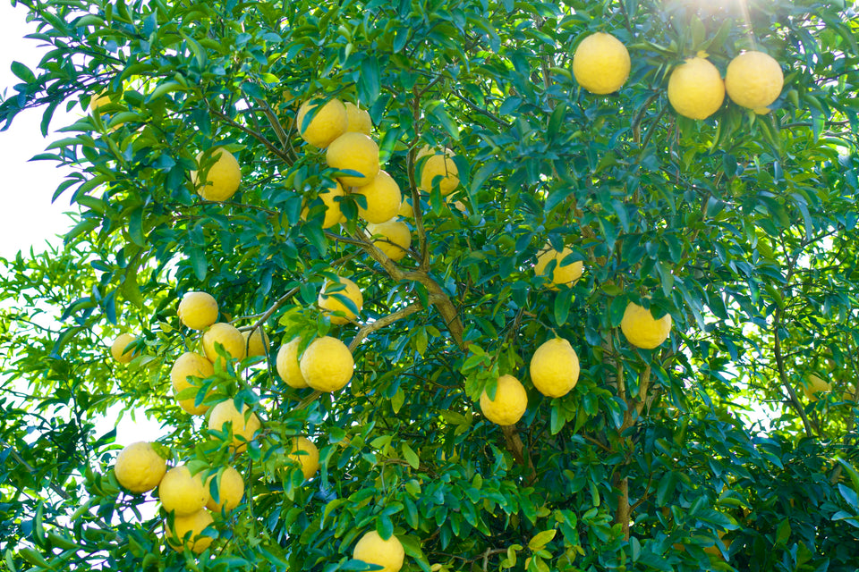 Citrumelo 'Dallas' (Trifoliate x Grapefruit) – Woodlanders