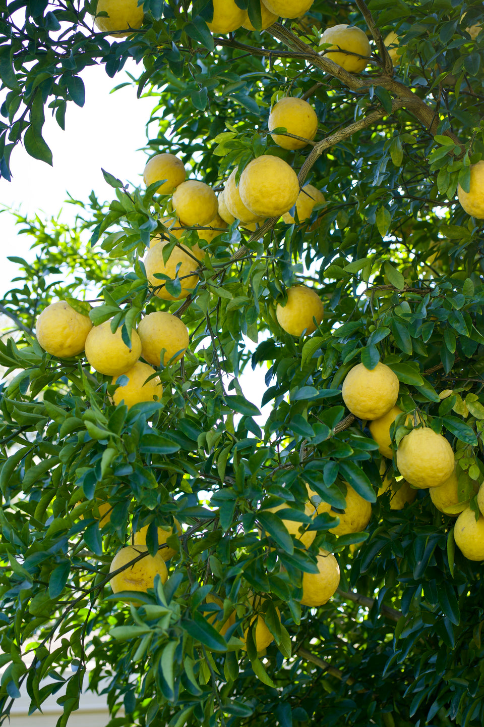 Citrumelo 'Dallas' (Trifoliate x Grapefruit) – Woodlanders