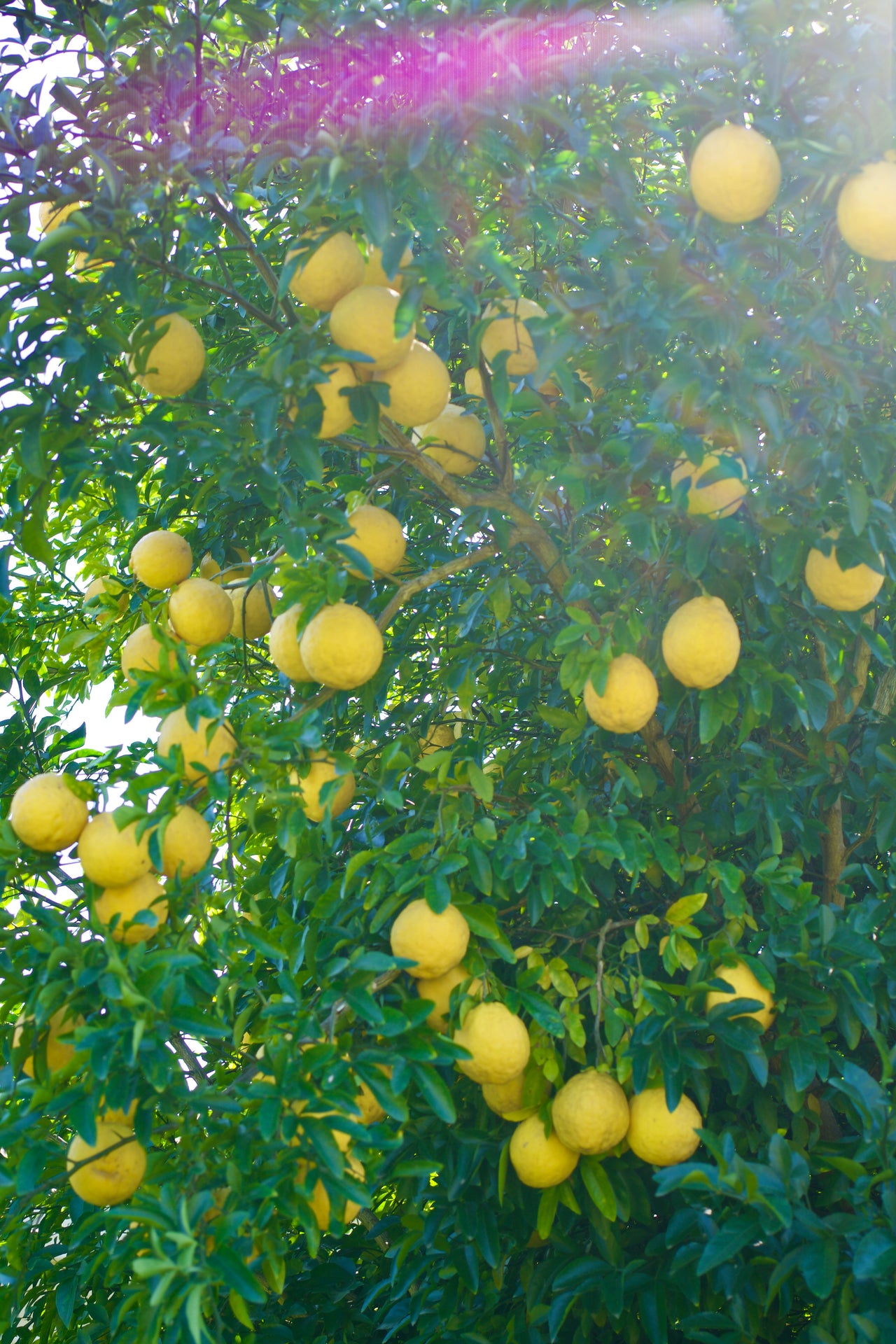 Citrumelo 'Dallas' (Trifoliate x Grapefruit) – Woodlanders