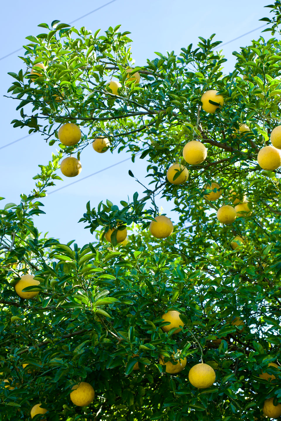 Citrumelo 'Dunstan' – Woodlanders