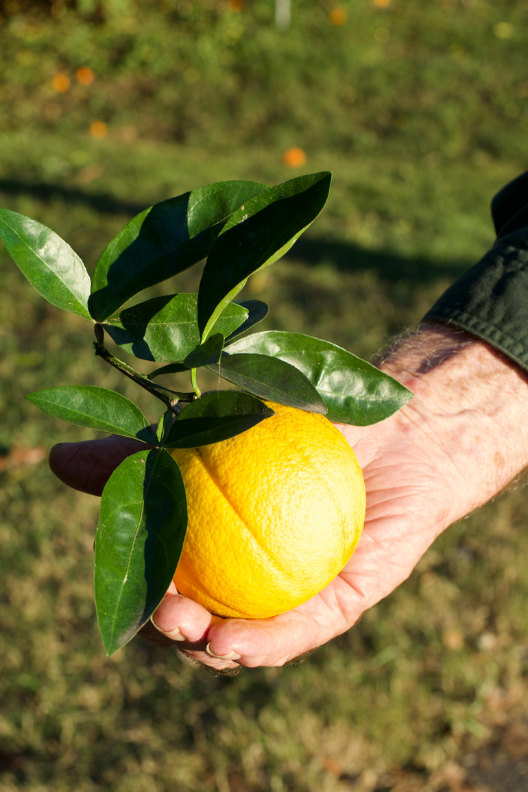 Citrus | Cold Hardy Citrus Trees | Meyer Lemon to Kumquat – Woodlanders
