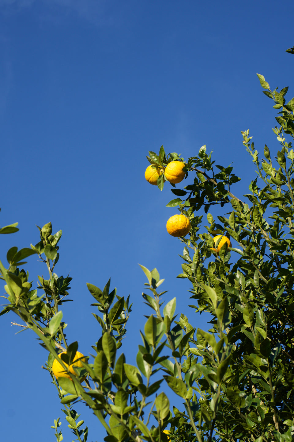Citrus ‘Morton’ (Citrus sinensis x Poncirus trifoliata) – Woodlanders