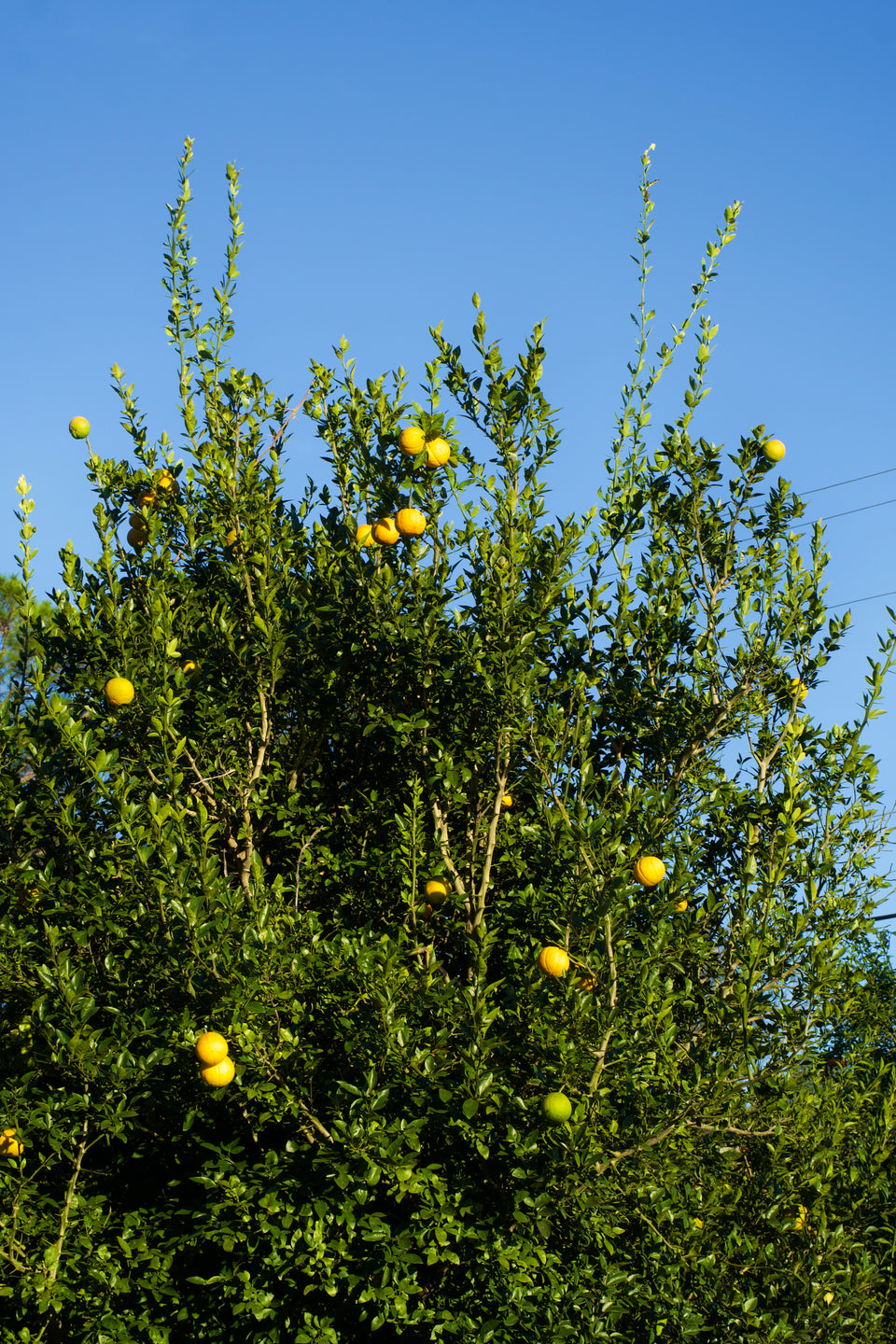 Citrus ‘Morton’ (Citrus sinensis x Poncirus trifoliata) – Woodlanders