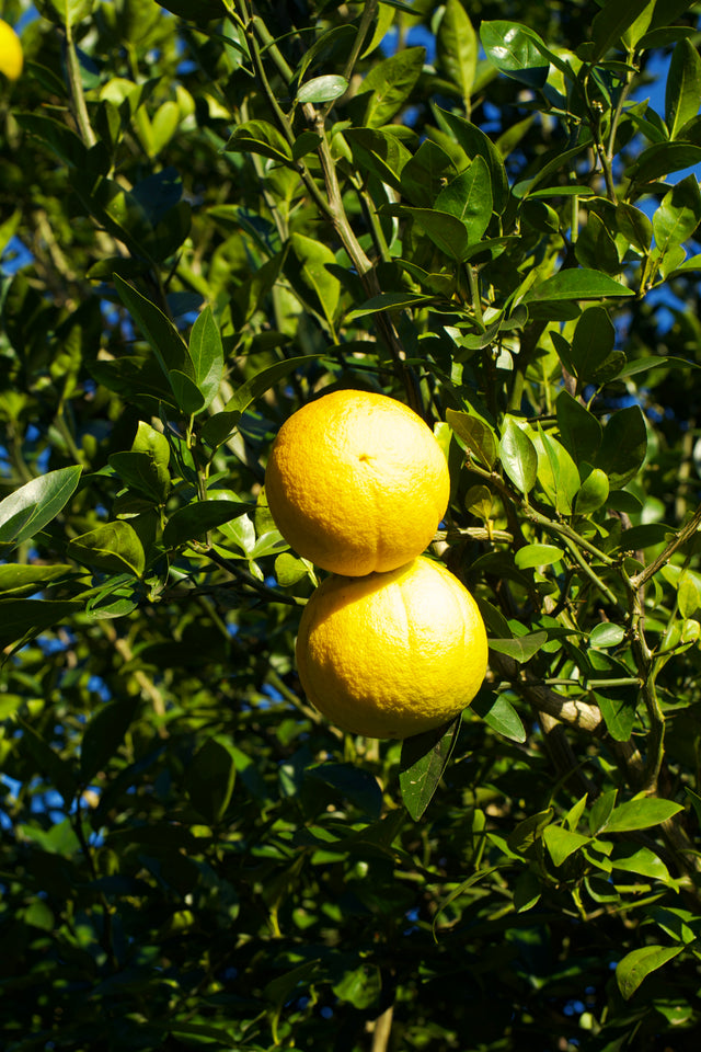 Citrus ‘Morton’ (Citrus sinensis x Poncirus trifoliata) – Woodlanders