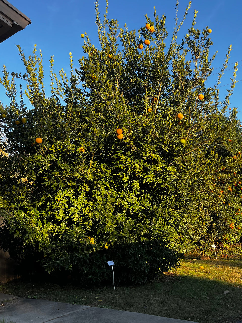 Citrus ‘Morton’ (Citrus sinensis x Poncirus trifoliata) – Woodlanders