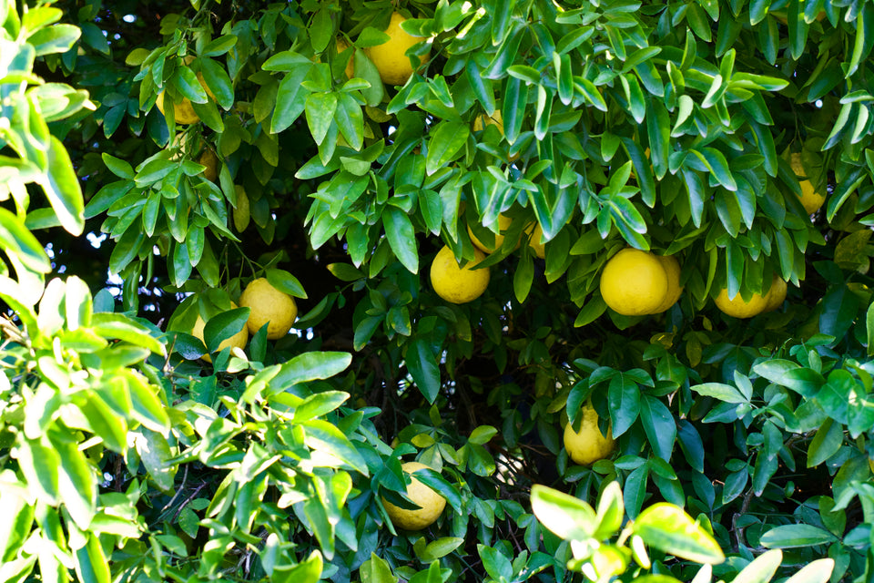 Citrus 'Swingle' – Woodlanders