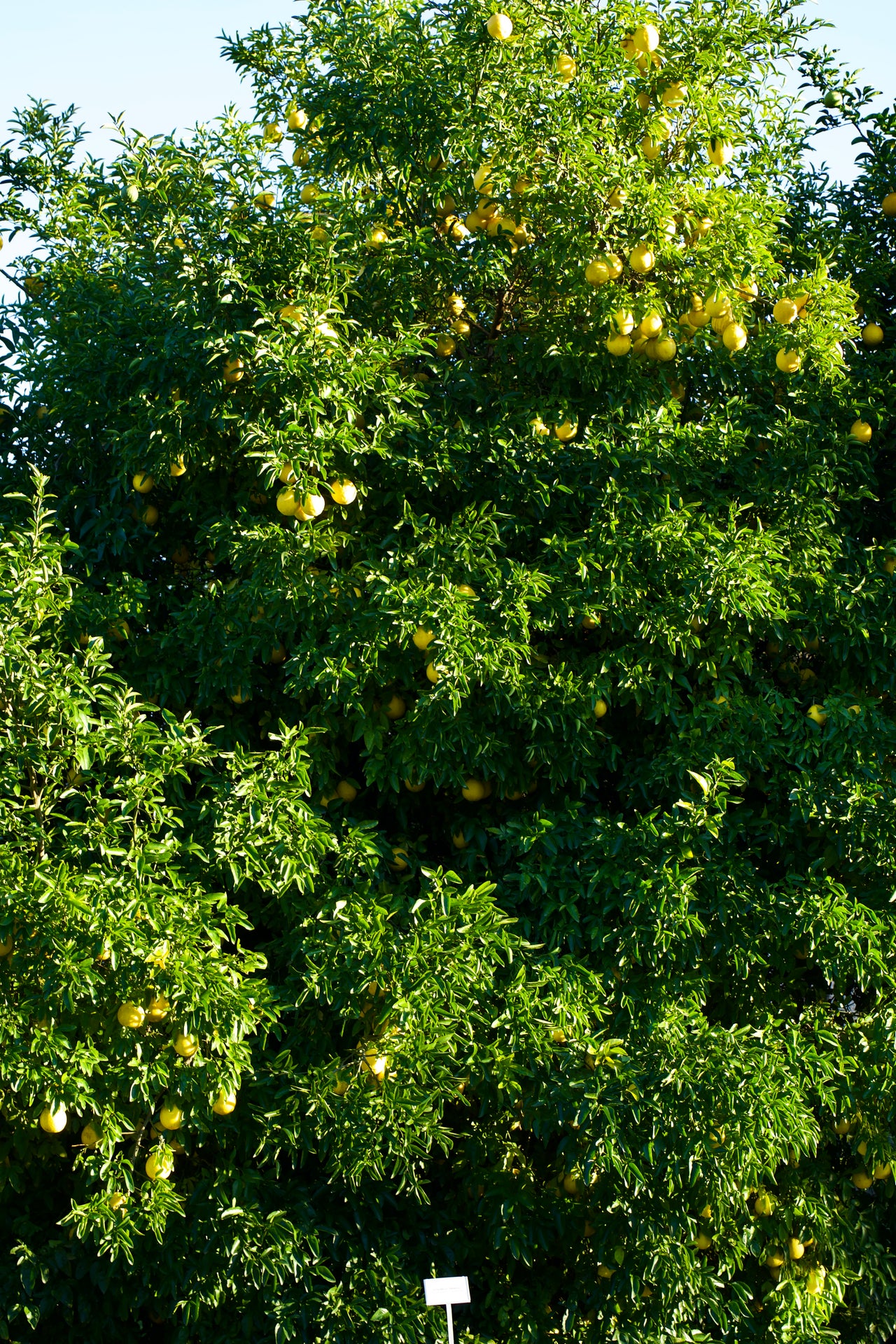 Citrus 'Swingle' – Woodlanders