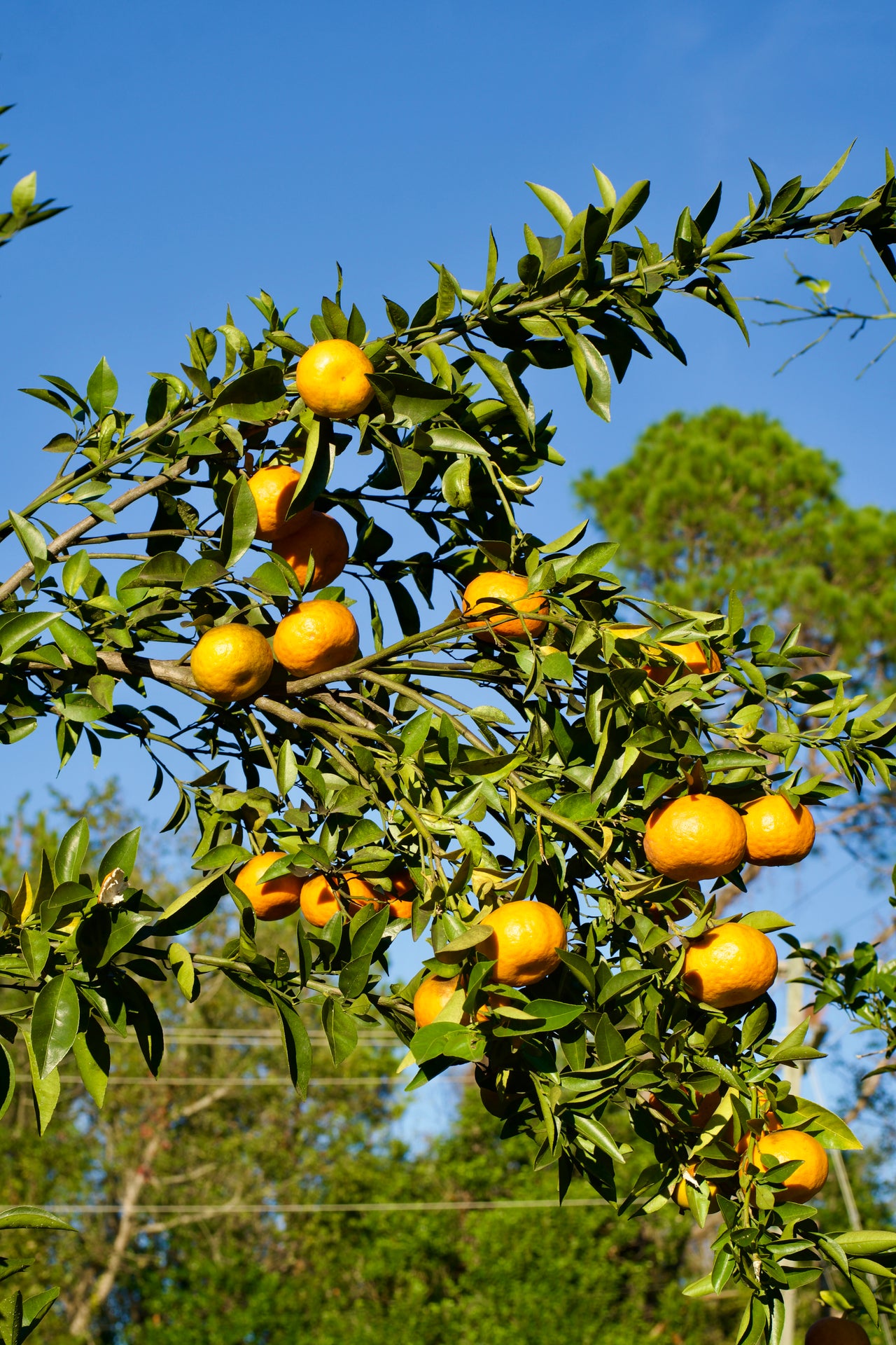 Citrus reticulata 'Changsha' – Woodlanders