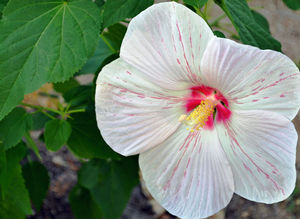 Hibiscus x sp. Peppermint Flare | Hybrid Perennial Hibiscus Plant ...