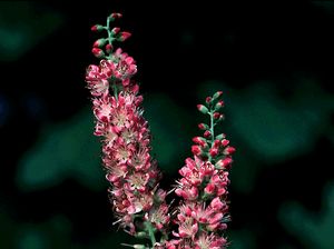 Clethra alnifolia "Ruby Spice" – Woodlanders