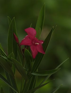 Nerium oleander Hardy Red – Evergreen Shrub with Red Flowers – Woodlanders