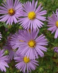 Aster oblongifolius "Raydon's Favorite" – Woodlanders