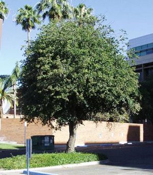 Ehretia anacua – Sandpaper Tree | Texas Native Drought Tree – Woodlanders