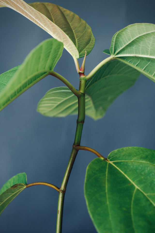 Ficus roxburghii – The Noble Elephant Ear Fig – Woodlanders