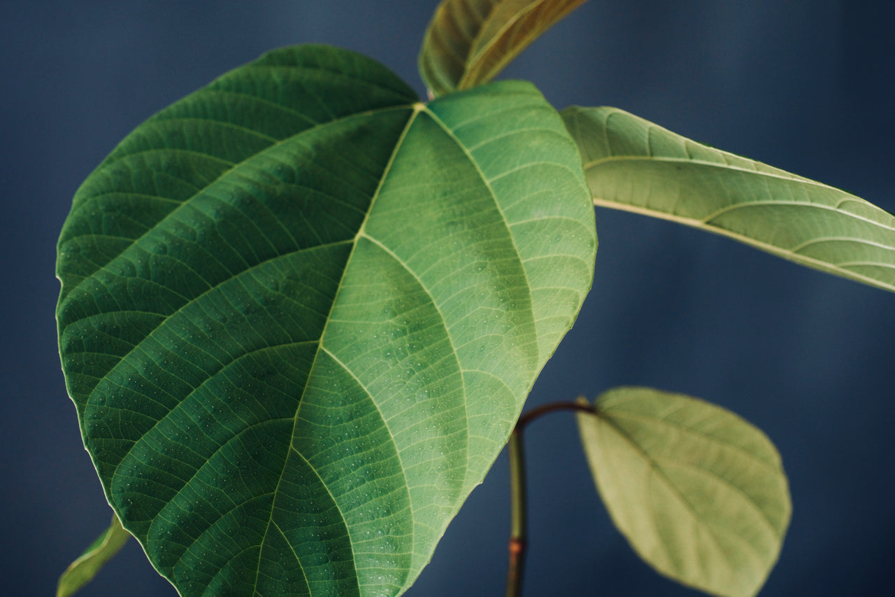 Ficus roxburghii – The Noble Elephant Ear Fig – Woodlanders