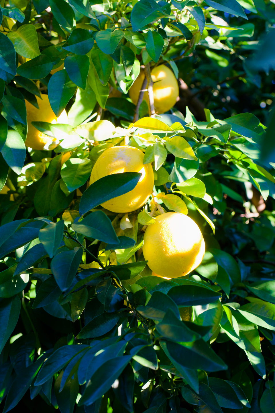 Ichang "Lemon" – Woodlanders