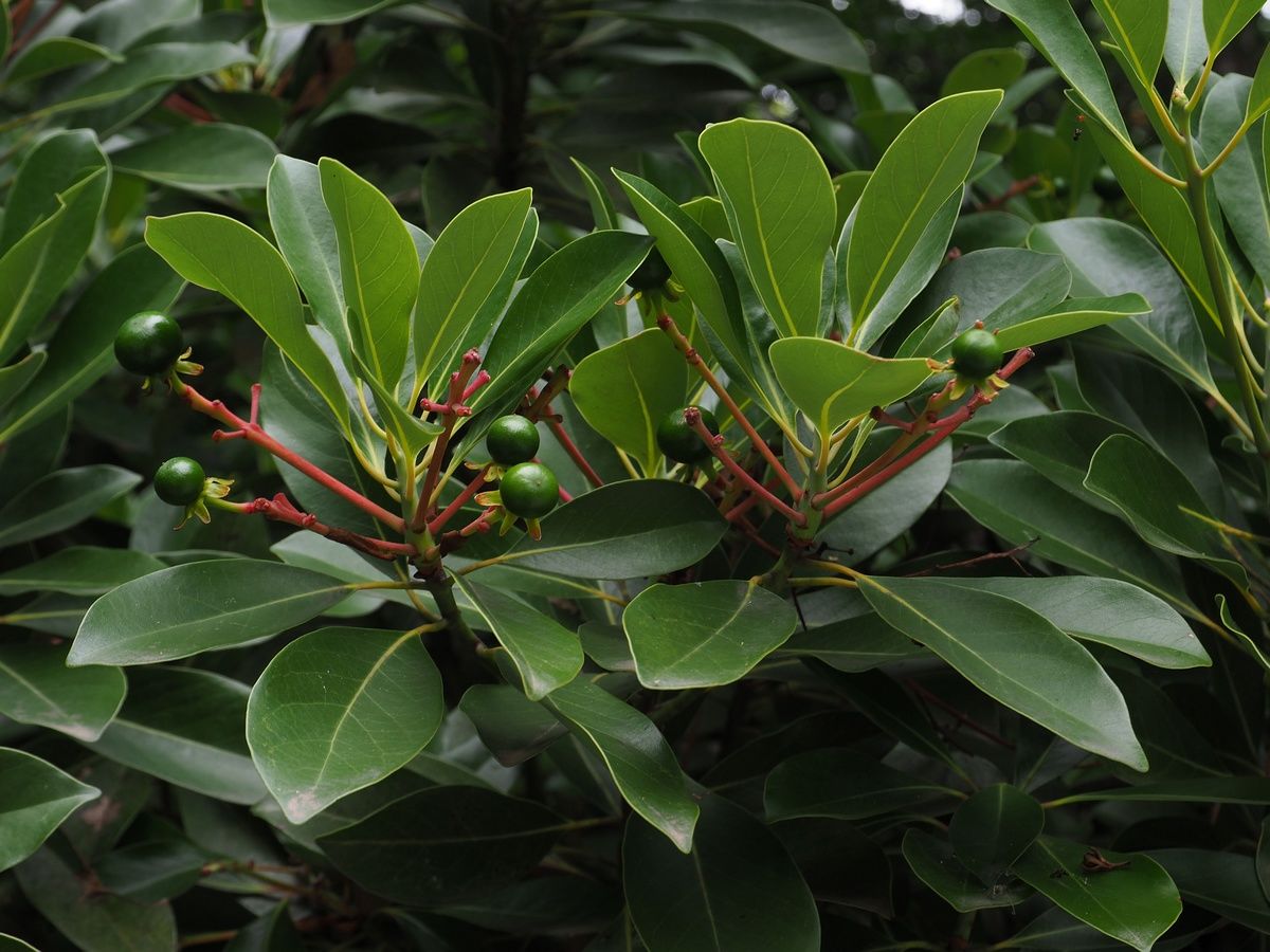 Machilus thunbergii – Broadleaf Evergreen Laurel Tree – Woodlanders