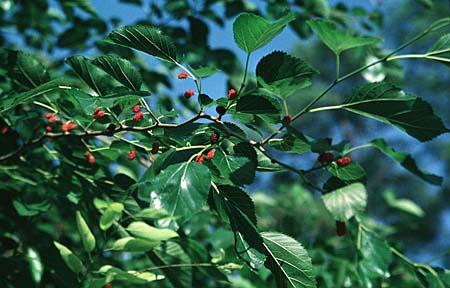 Morus rubra – Native Red Mulberry Deciduous Tree Seedling – Woodlanders