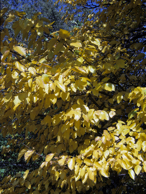 Morus rubra – Native Red Mulberry Deciduous Tree Seedling – Woodlanders