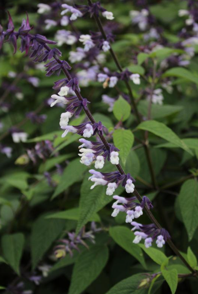 Salvia ‘Phyllis Fancy’ – Evergreen Sage for Pollinator Gardens ...