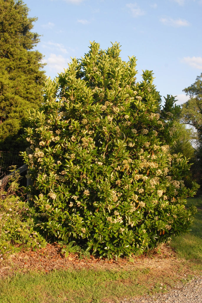 Viburnum awabuki "Chindo" – Evergreen Shrub with Red Fruit – Woodlanders