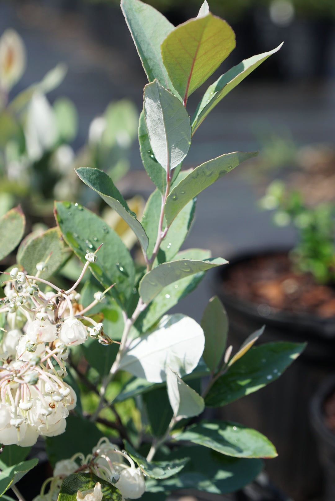Zenobia pulverulenta 'Woodlanders Blue' | Blue Native Shrub