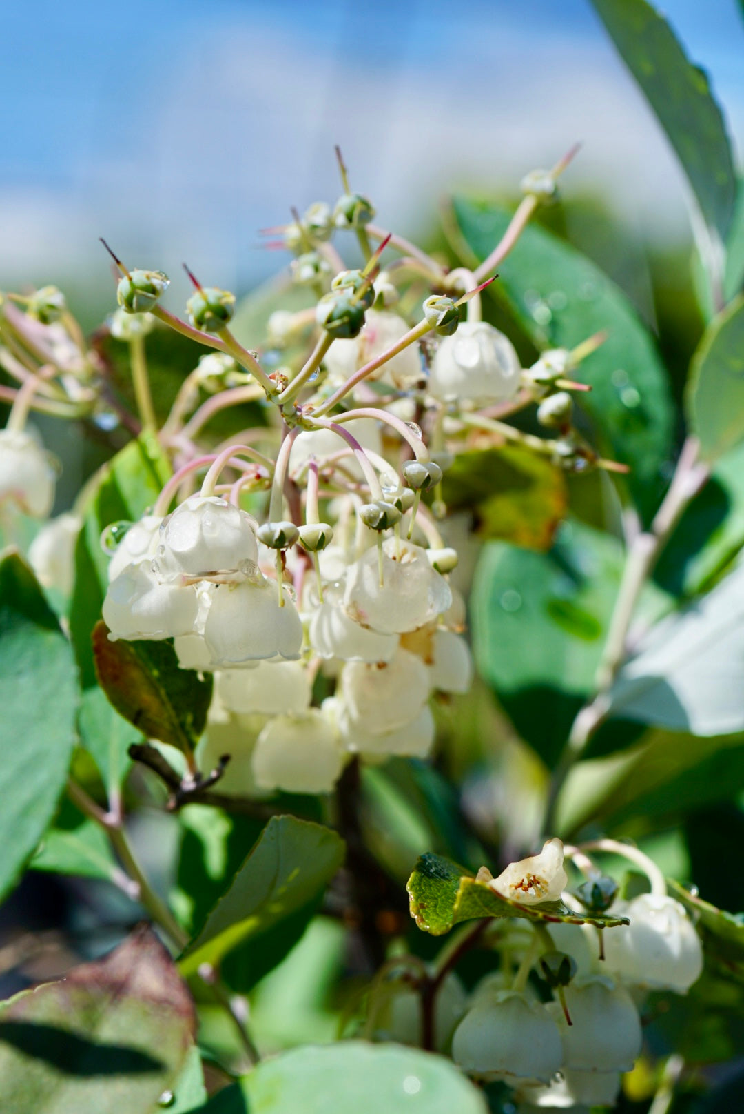 Zenobia pulverulenta 'Woodlanders Blue' | Blue Native Shrub