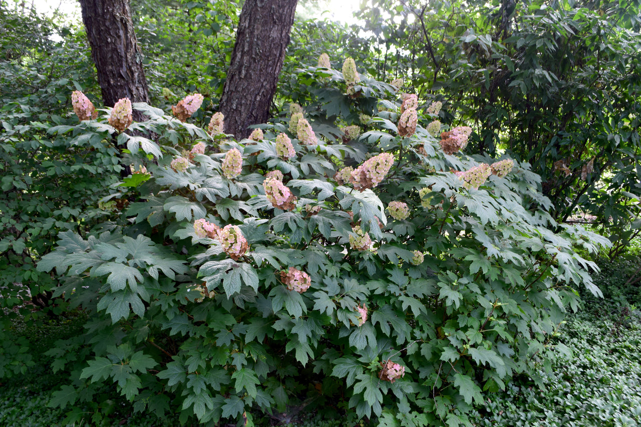 Hydrangea quercifolia 'Alison' | Oakleaf Hydrangea Shrub – Woodlanders